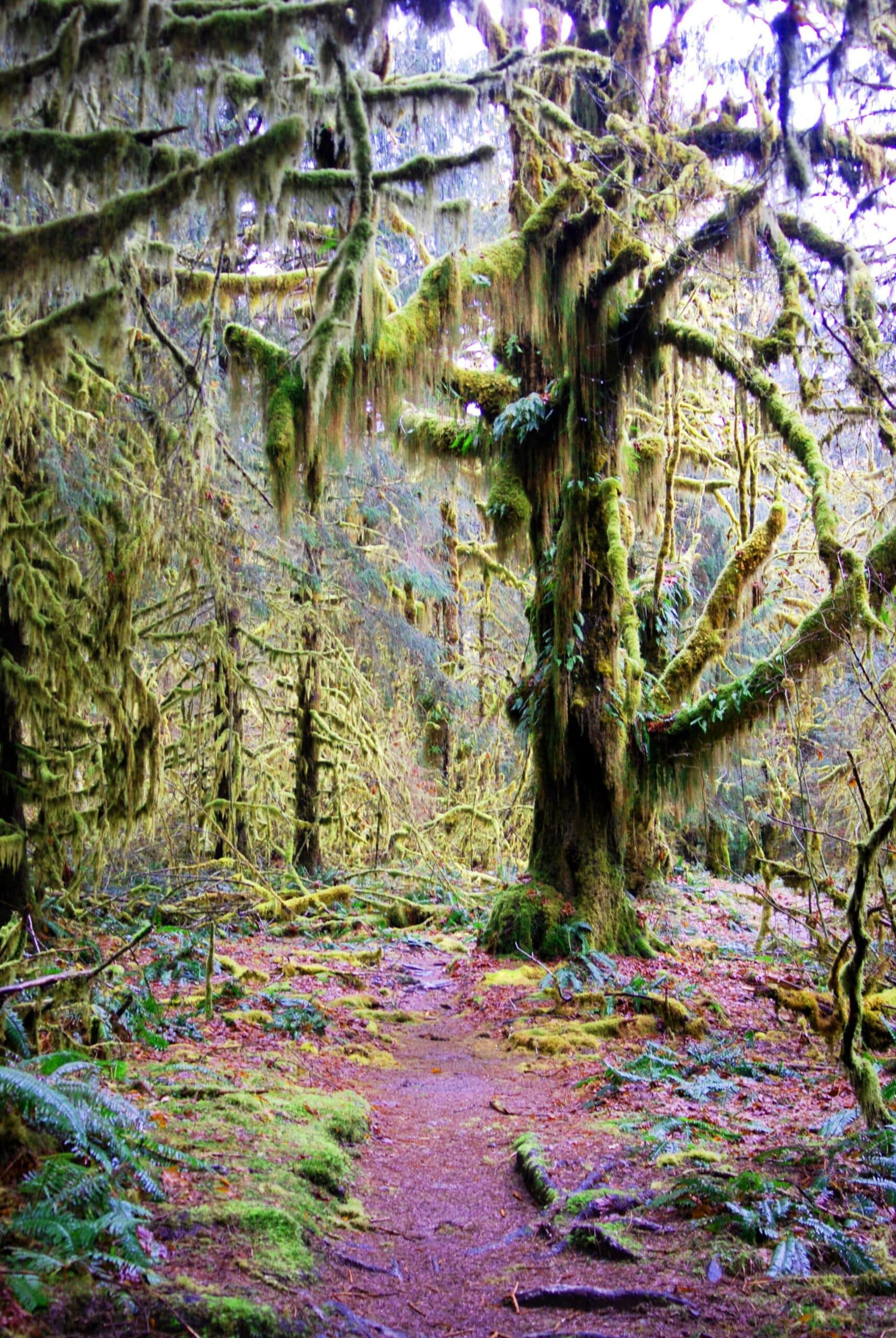 Unique Forests of Washington State